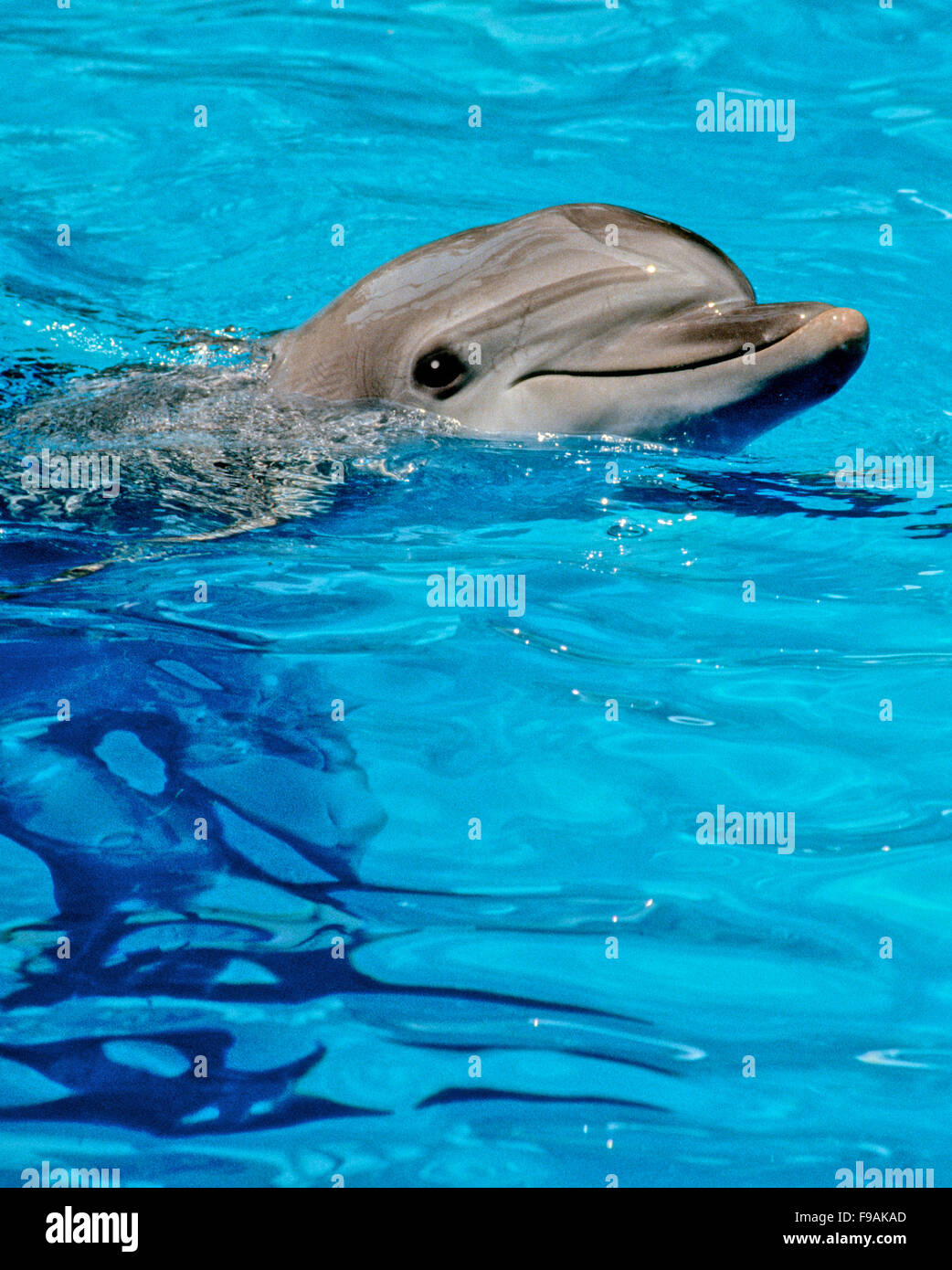 Bottlenose dolphins, the genus Tursiops, are the most common and well ...