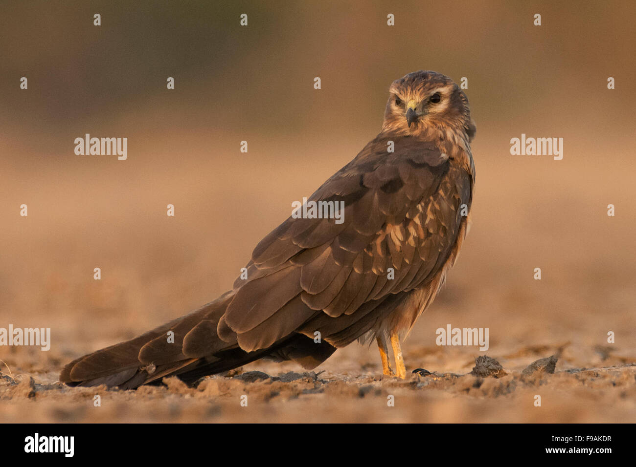 Montagu's harrier female (Circus pygargus) on ground Stock Photo - Alamy