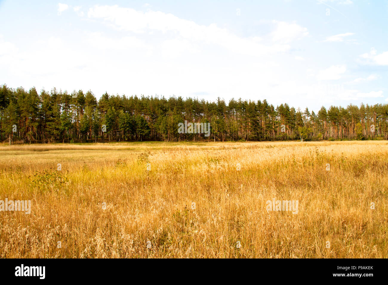 grass valley in forest during summer Stock Photo - Alamy