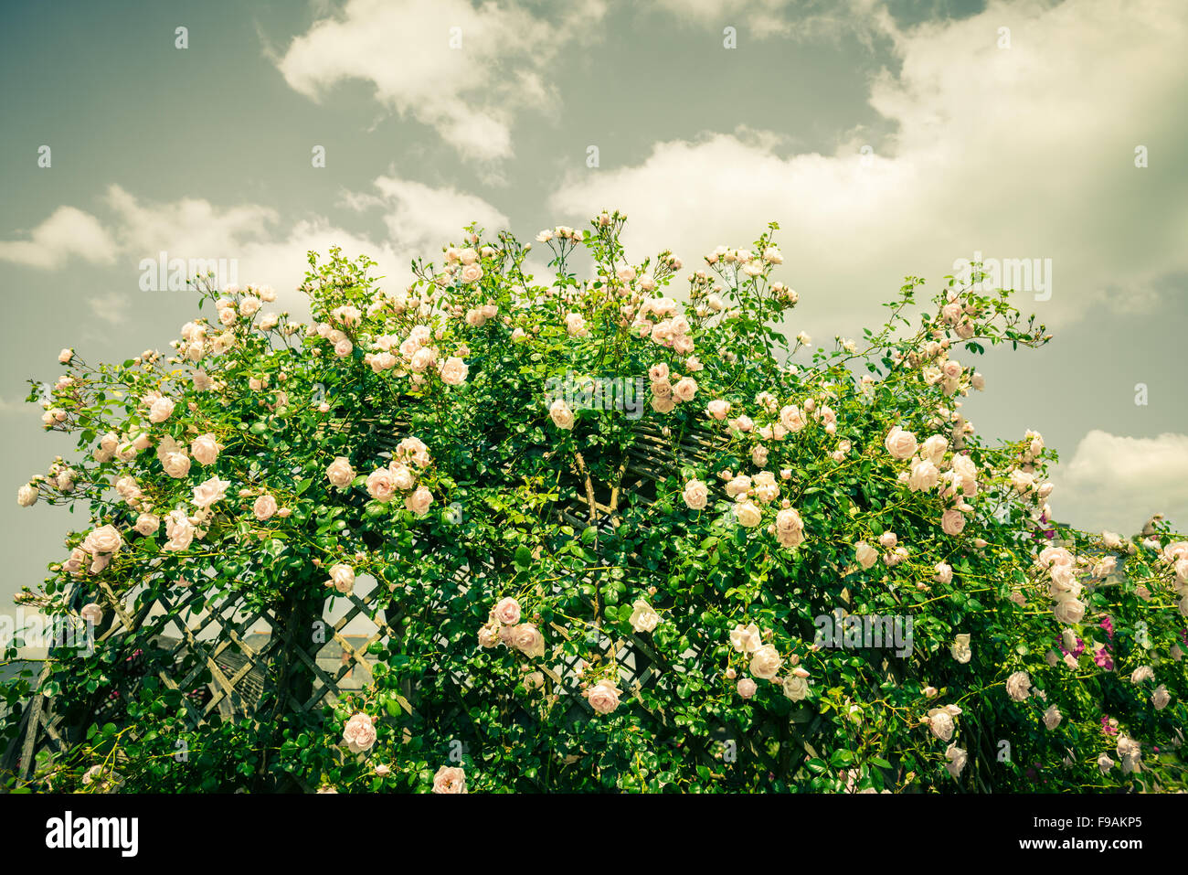 Bush of beautiful roses in a garden. Filtered shot Stock Photo - Alamy