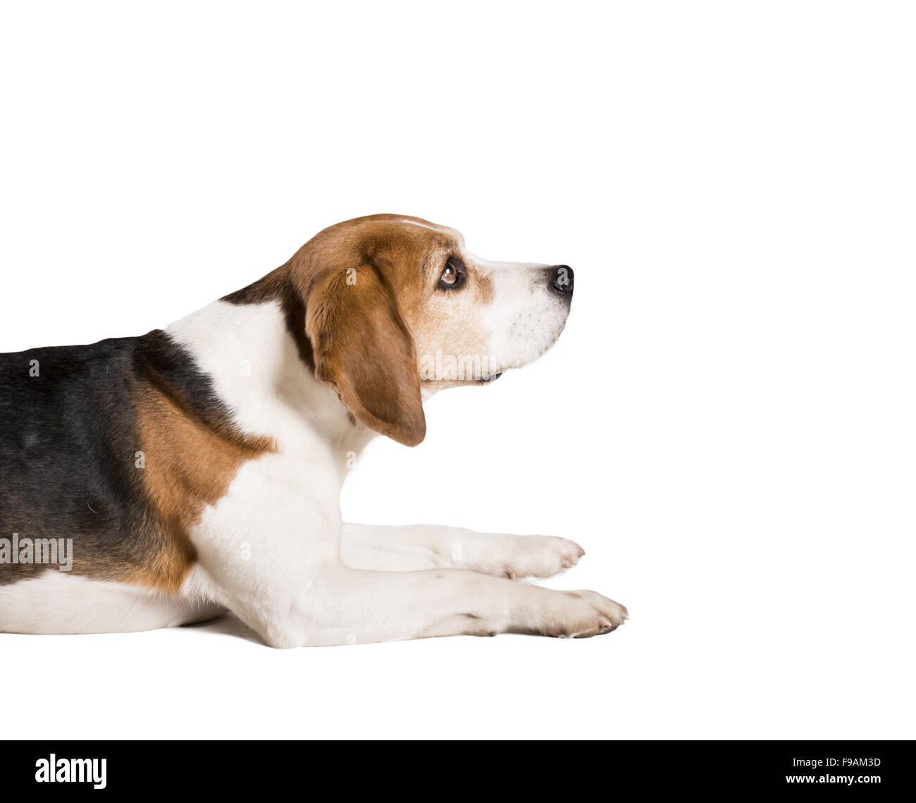 Dog is posing in studio - isolated on white background Stock Photo - Alamy