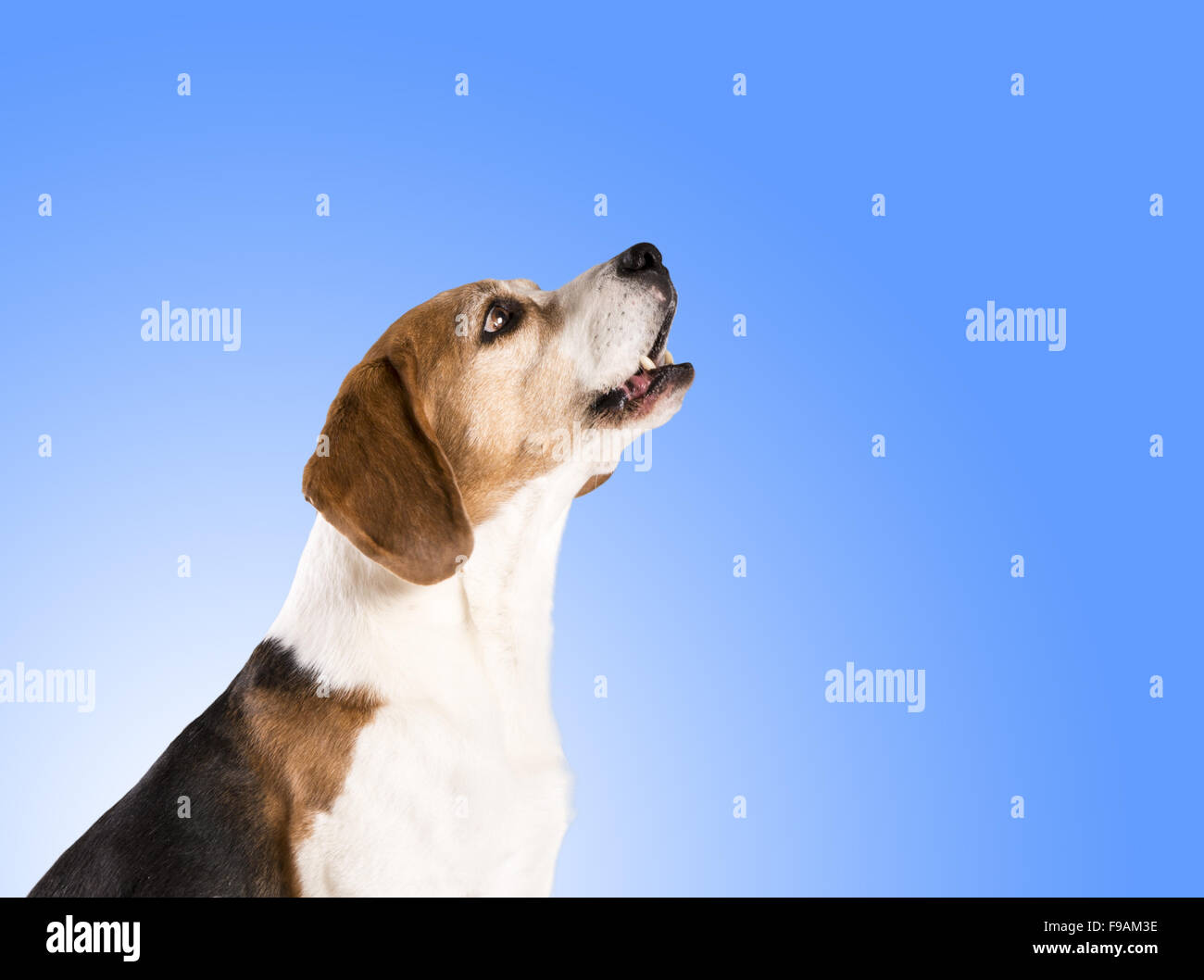 Dog is posing in studio - isolated on white background Stock Photo - Alamy