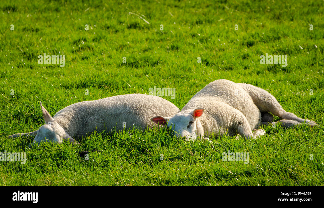 Two lazy sheep on grass Stock Photo - Alamy