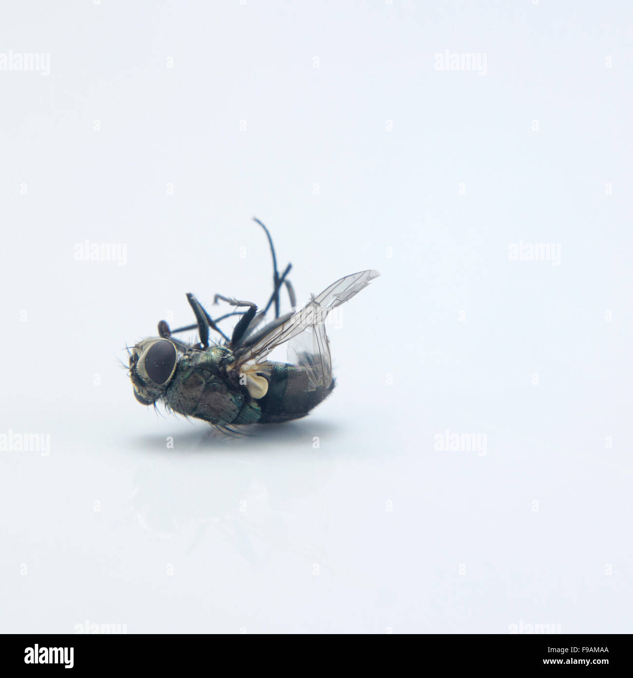 Scary Dead Fly