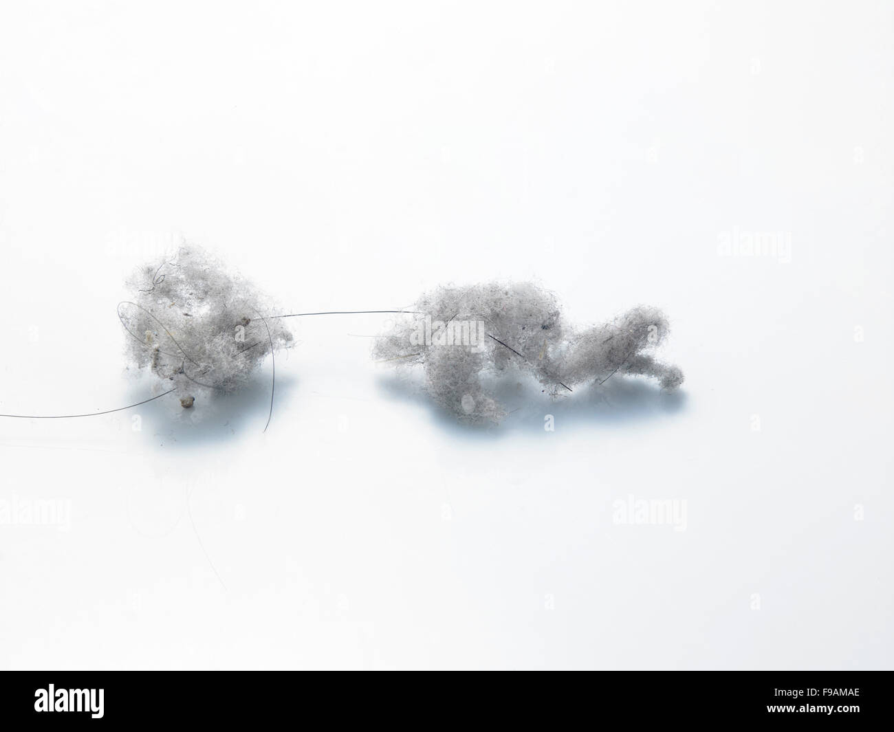 Common house hold dust on the white background Stock Photo - Alamy