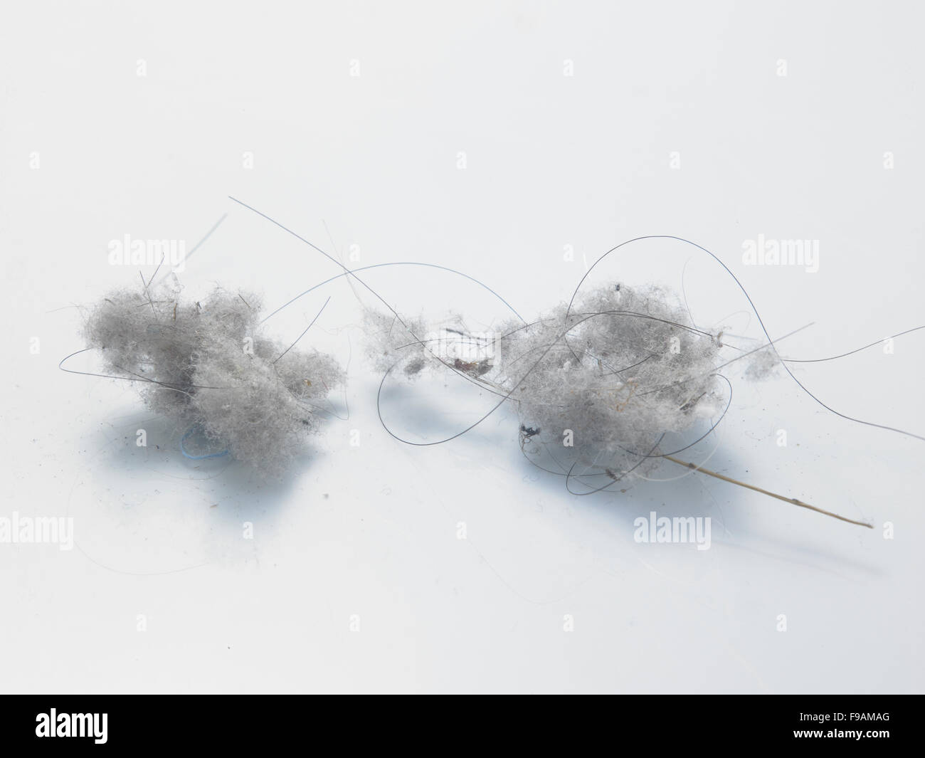 House dust mites hi-res stock photography and images - Alamy