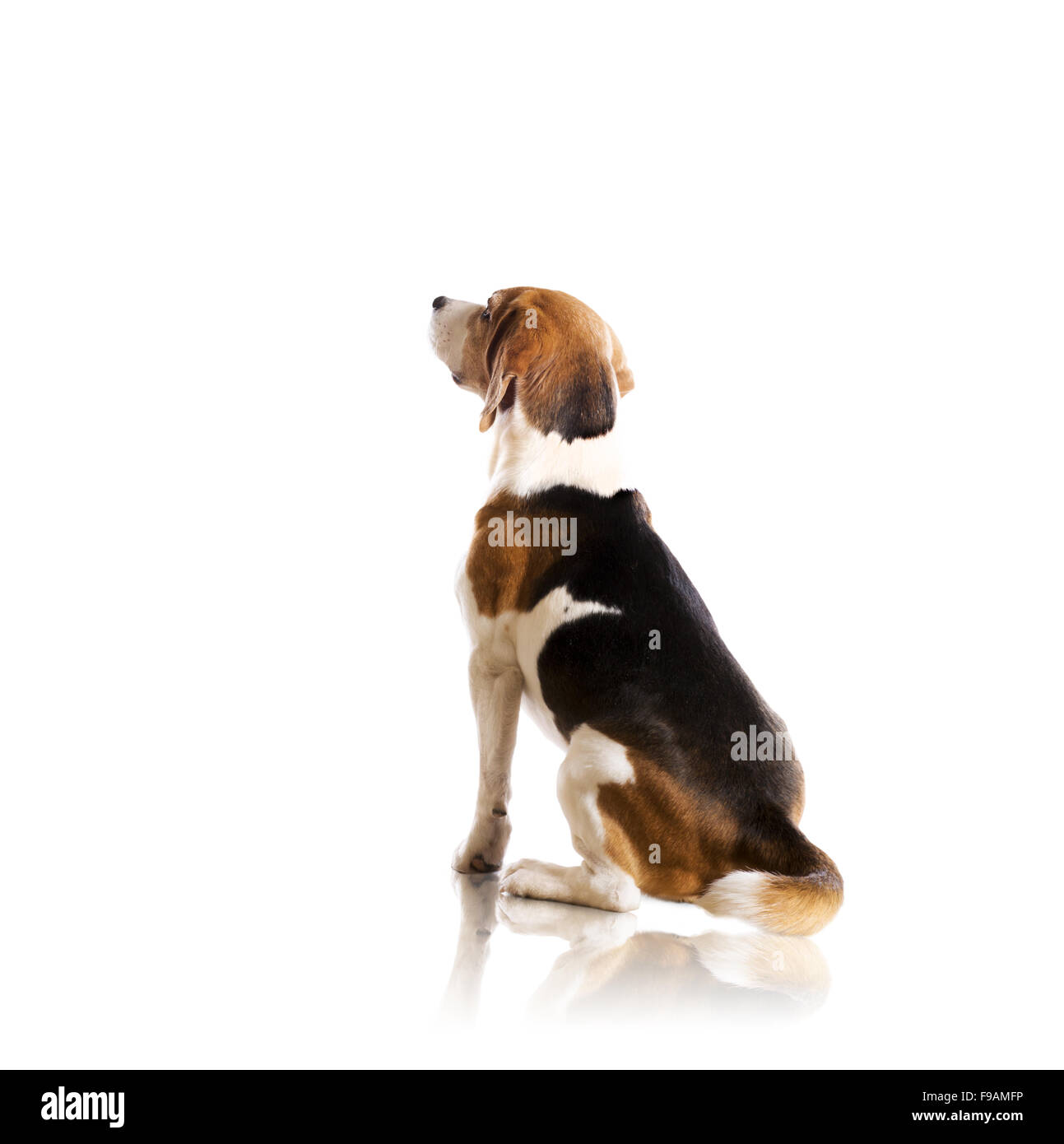 Dog is posing in studio - isolated on white background Stock Photo - Alamy