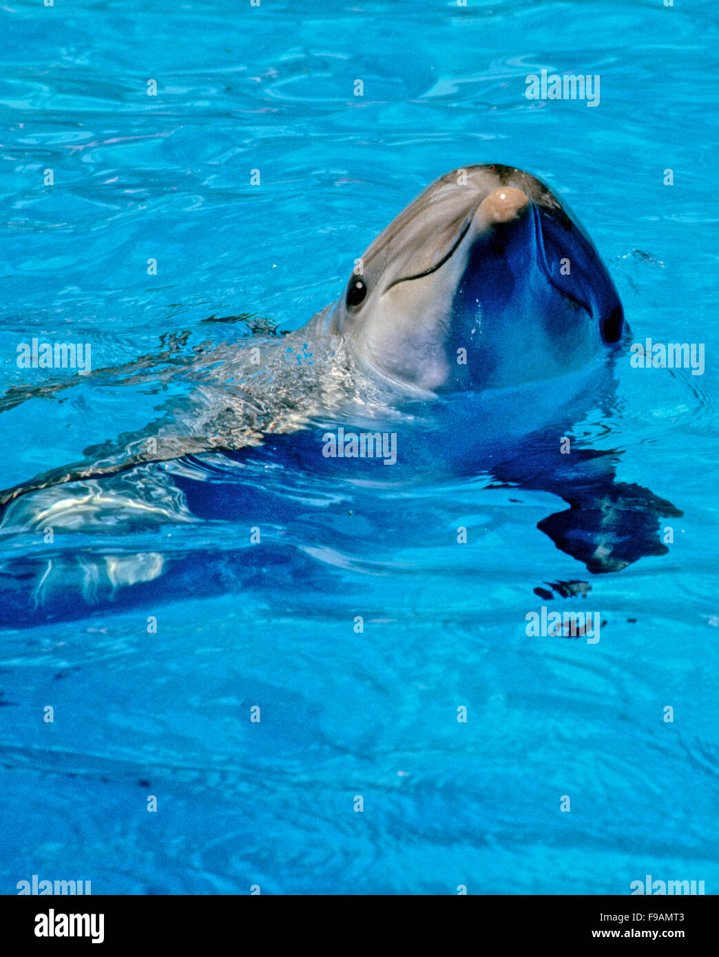 Bottlenose dolphins, the genus Tursiops, are the most common and well ...