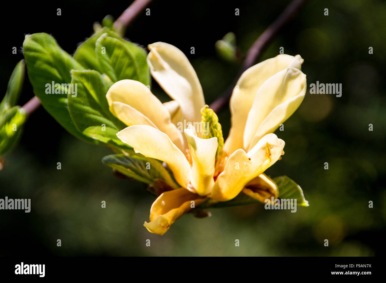 Blossoming of magnolia flowers in spring time Stock Photo - Alamy