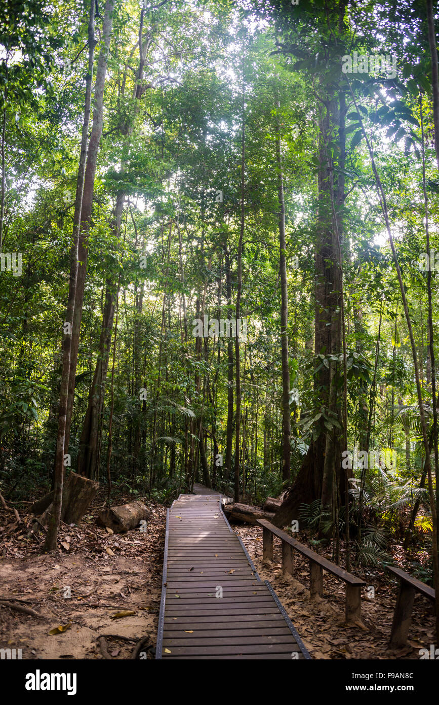 Jungle path hi-res stock photography and images - Alamy