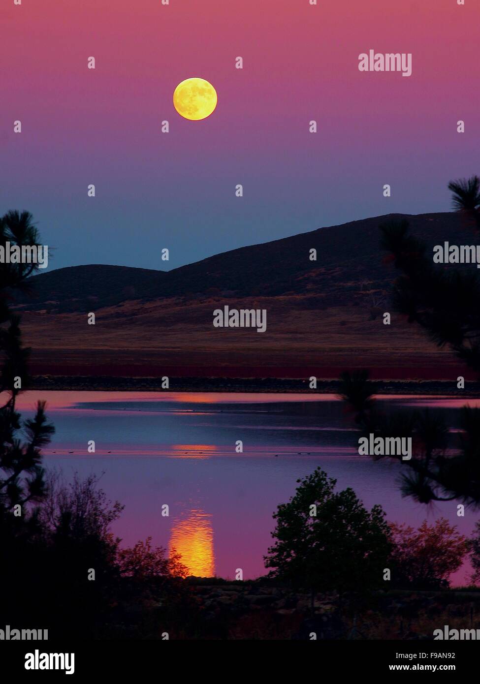 Full moon forest hi-res stock photography and images - Alamy