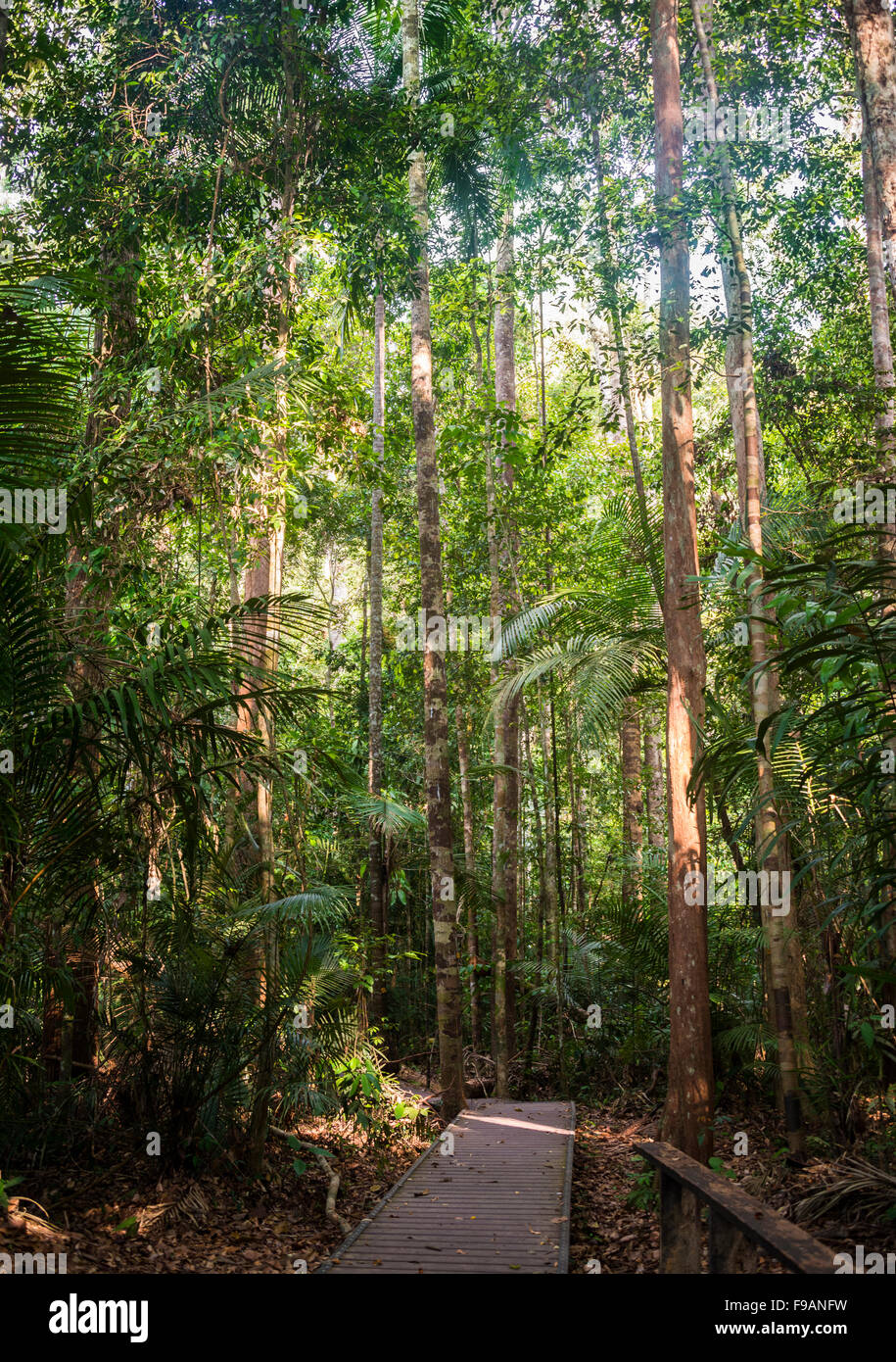 Jungle path hi-res stock photography and images - Alamy