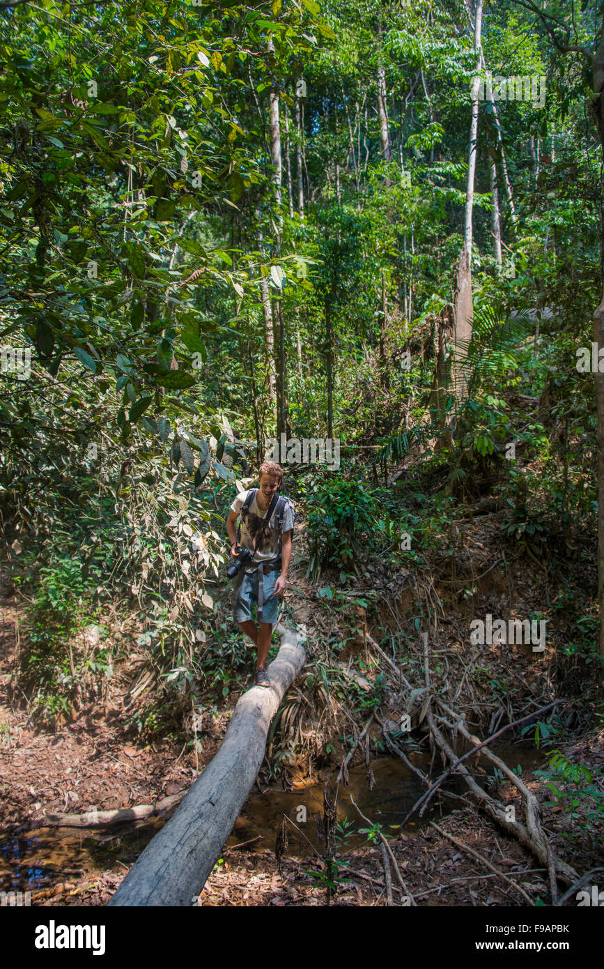 Balancing on tree jungle hi-res stock photography and images - Alamy