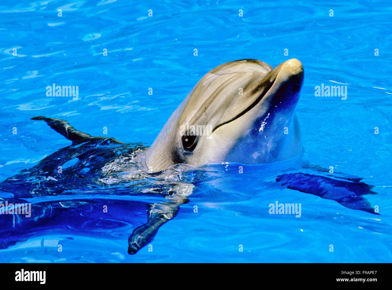 Bottlenose dolphins, the genus Tursiops, are the most common and well ...