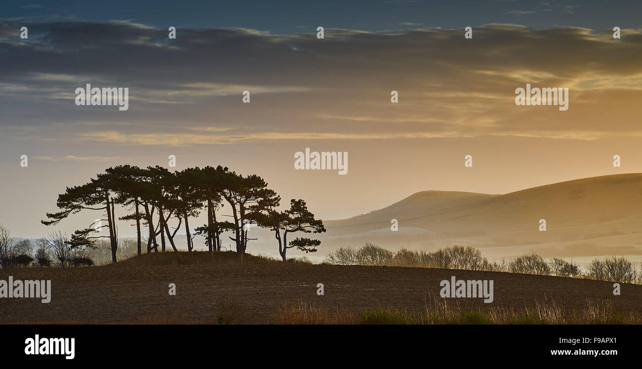 A clump of Scots Pine trees silhouetted against the morning sunlight on ...