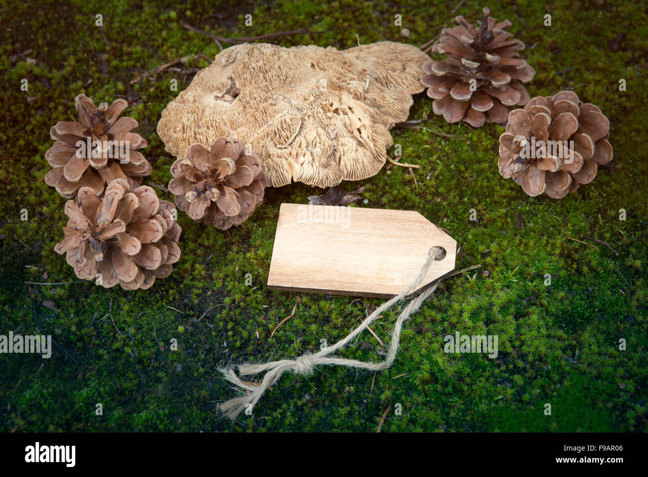 wooden tag with pine cones on green moss Stock Photo - Alamy
