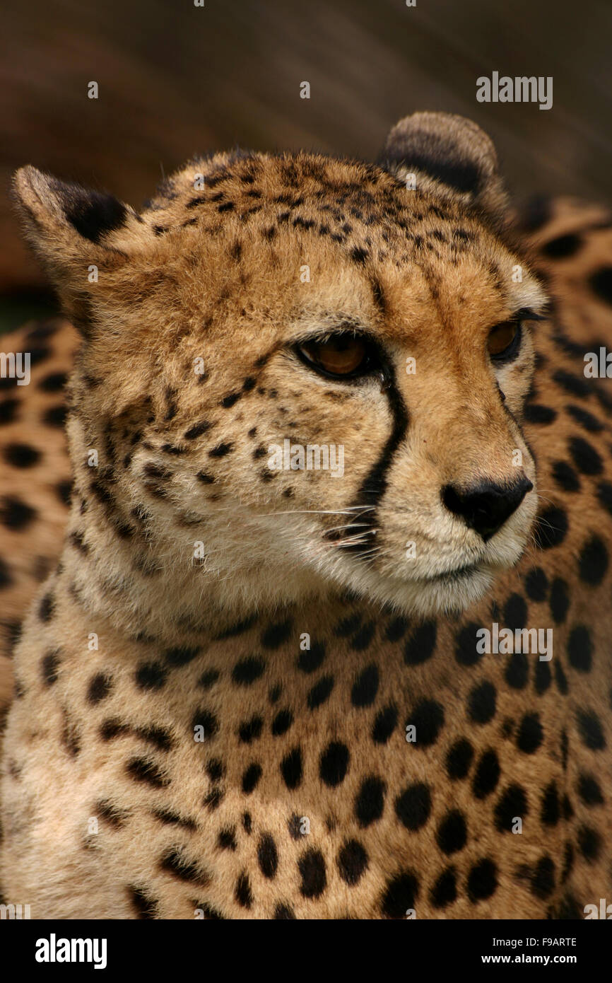 Closeup of a beautiful cheetah with blurred background Stock Photo - Alamy