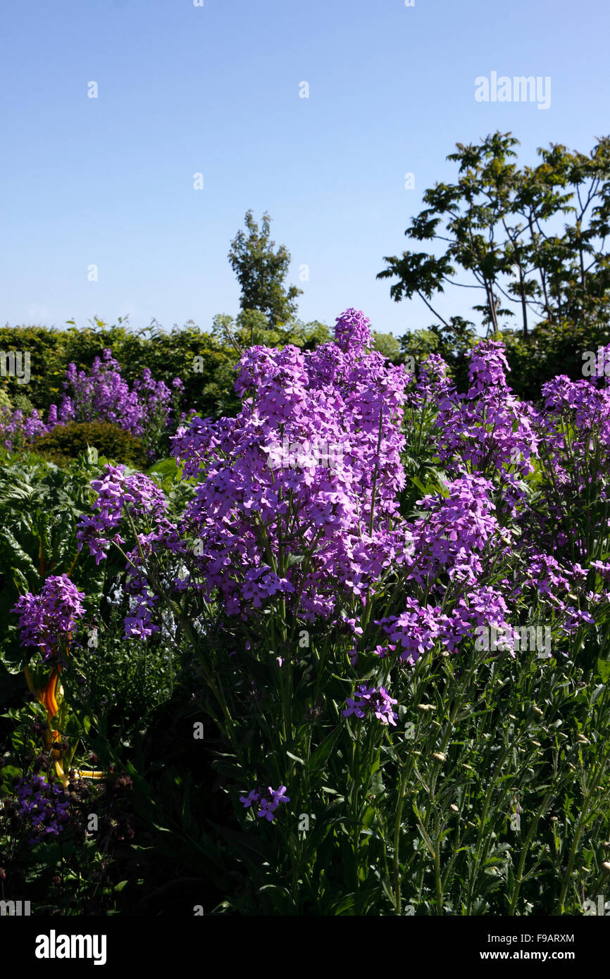 HESPERIS MATRONALIS. DAME'S VIOLET. SWEET ROCKET Stock Photo - Alamy