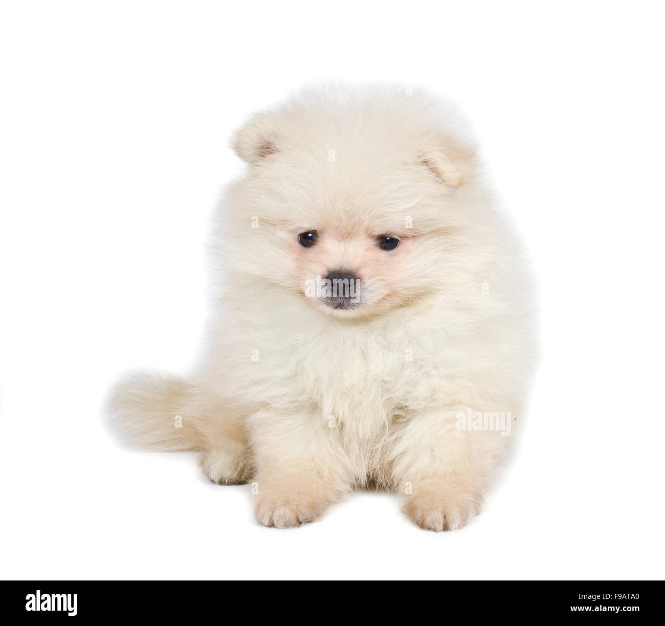 Pomeranian Spitz puppy on a white background Stock Photo - Alamy