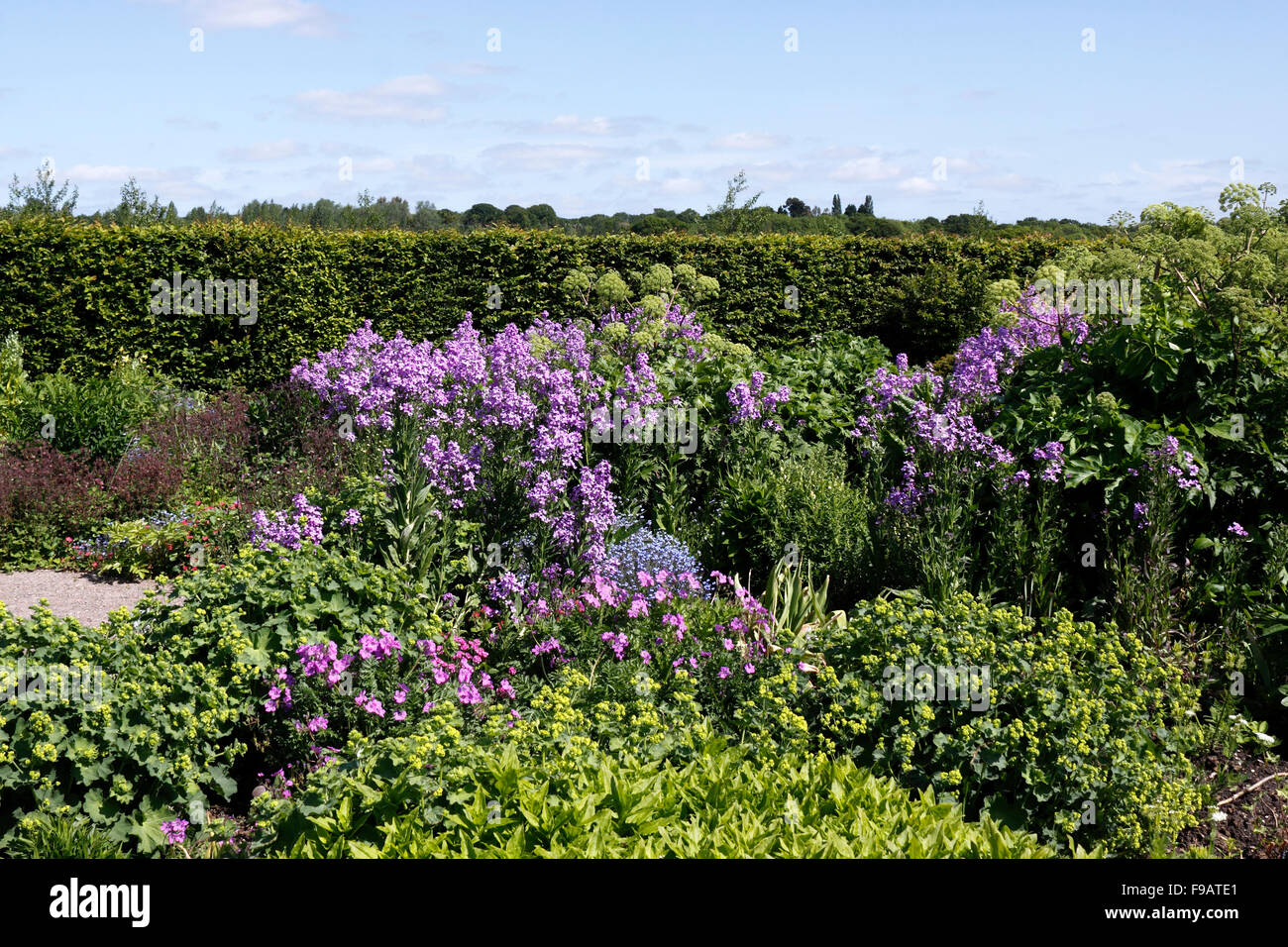 HESPERIS MATRONALIS. DAME'S VIOLET. SWEET ROCKET Stock Photo - Alamy
