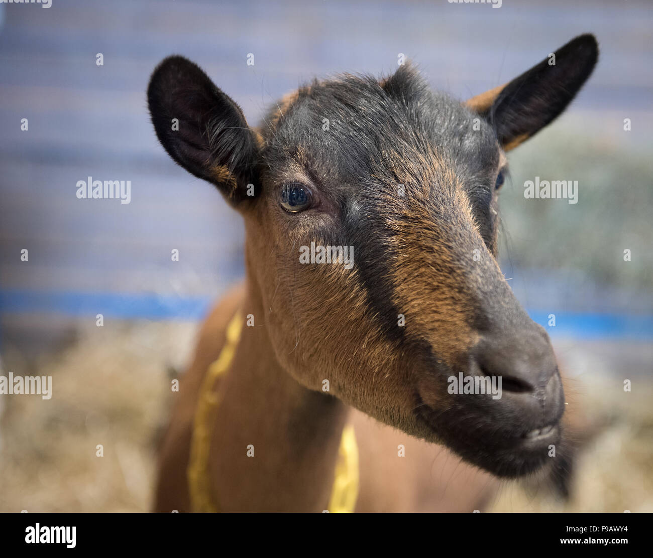 Happy goat hi-res stock photography and images - Alamy