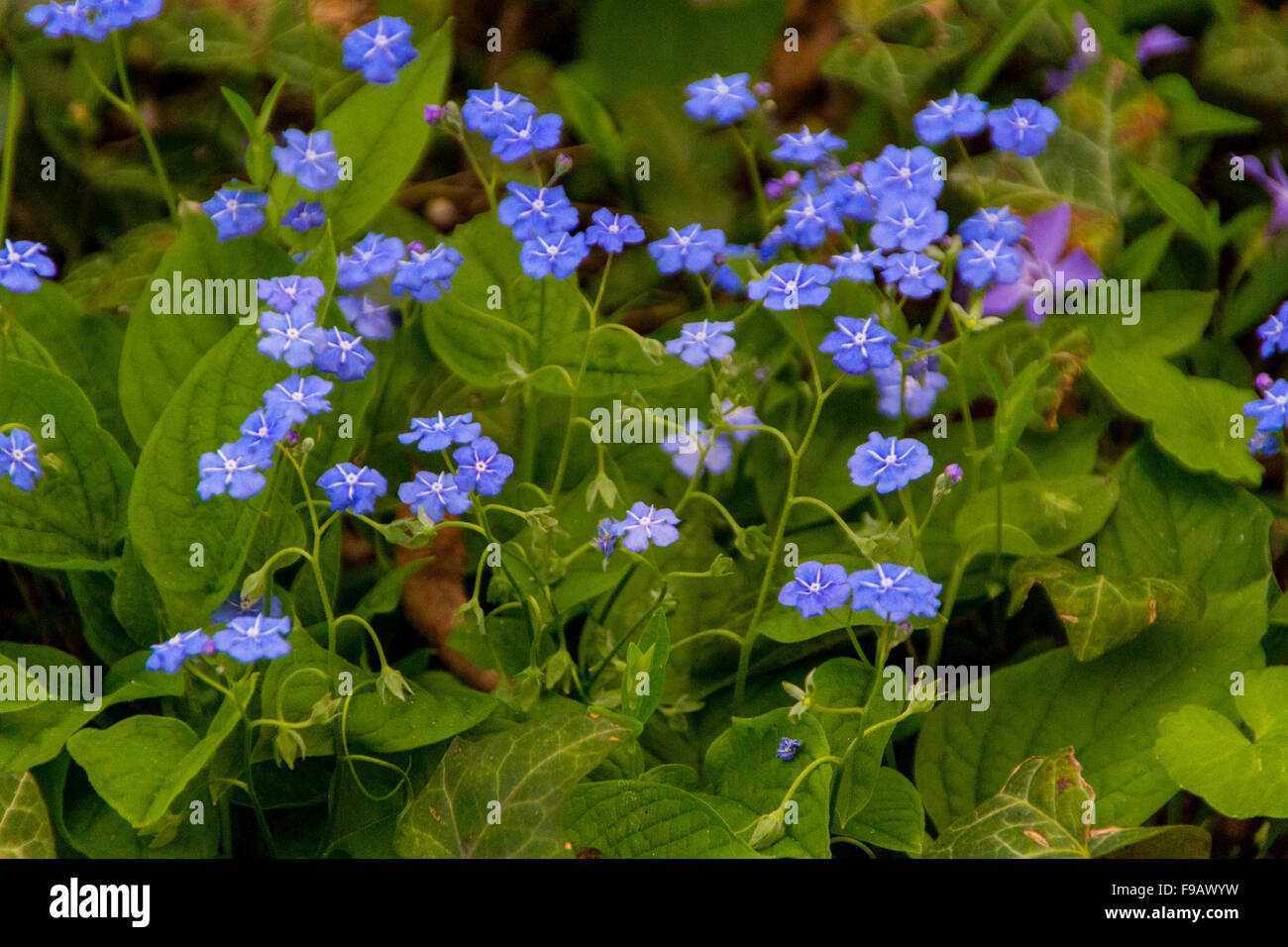 Forget me not blooming flowers and petals Stock Photo - Alamy