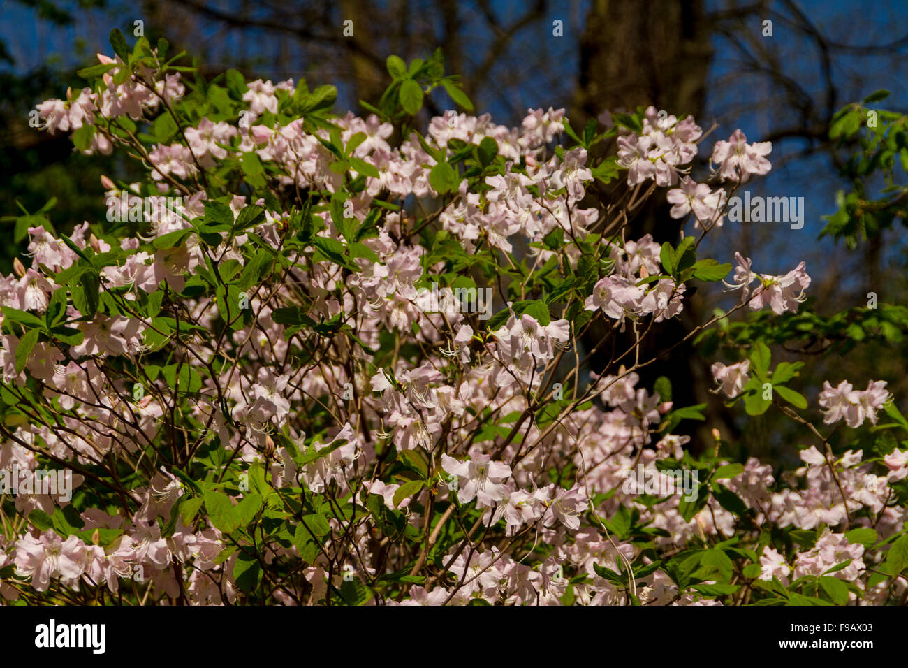 Blossoming of magnolia flowers in spring time Stock Photo - Alamy