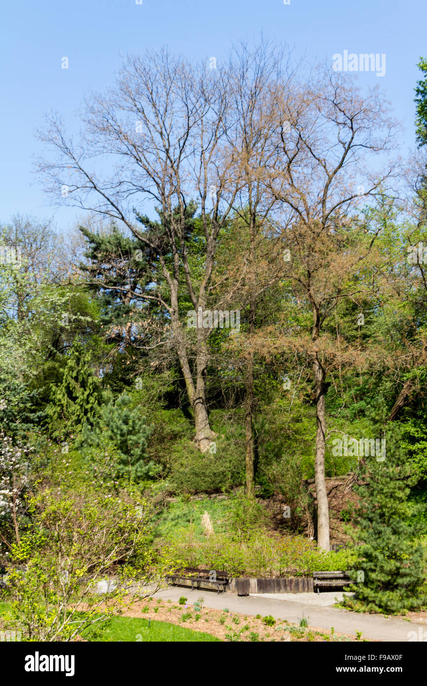 summer park, trees Stock Photo - Alamy