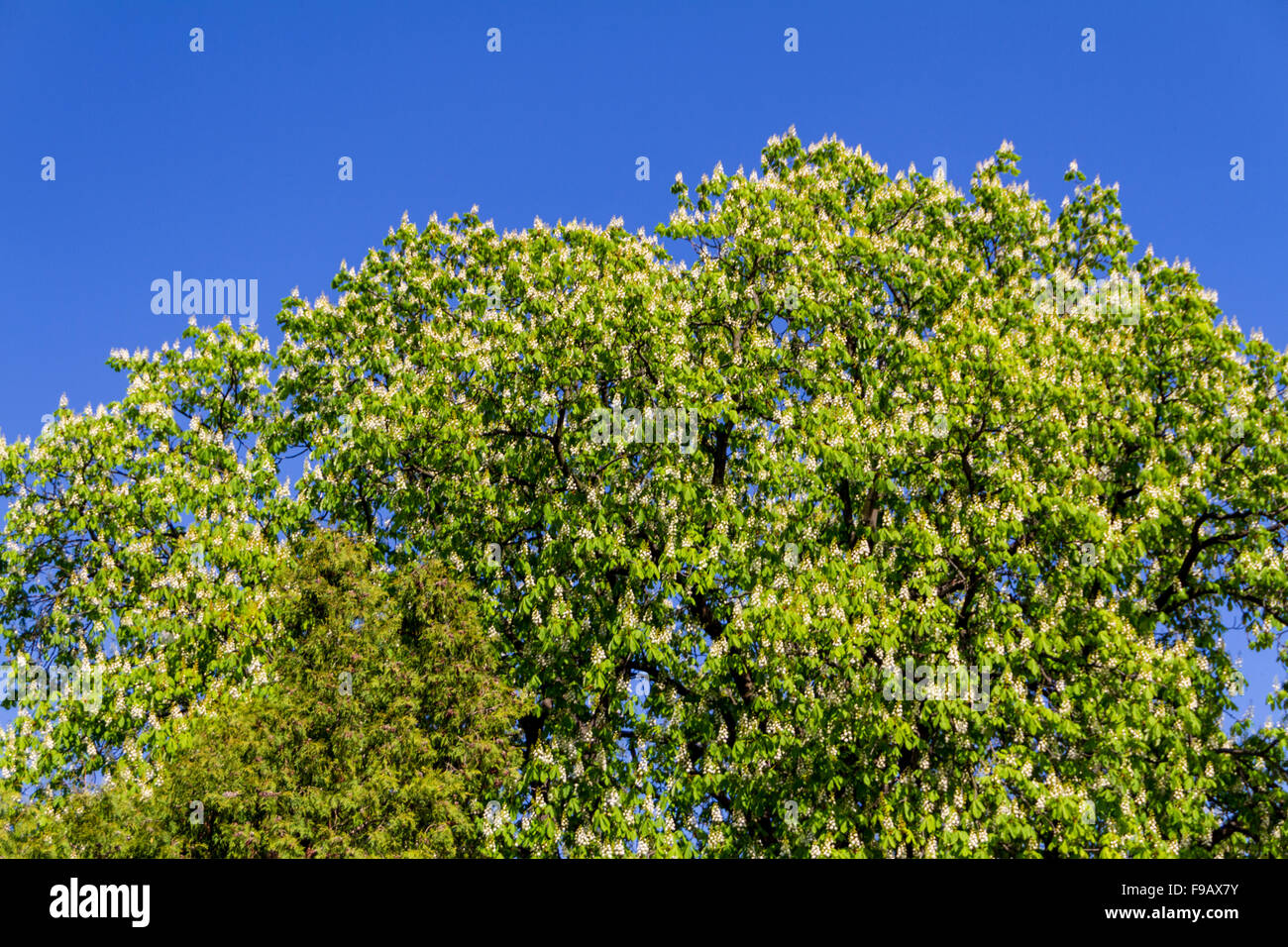summer park, trees Stock Photo - Alamy