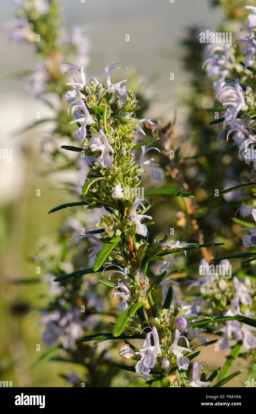 Wild Rosemary, Rosmarinus officinalis, flowering, Spain Stock Photo - Alamy