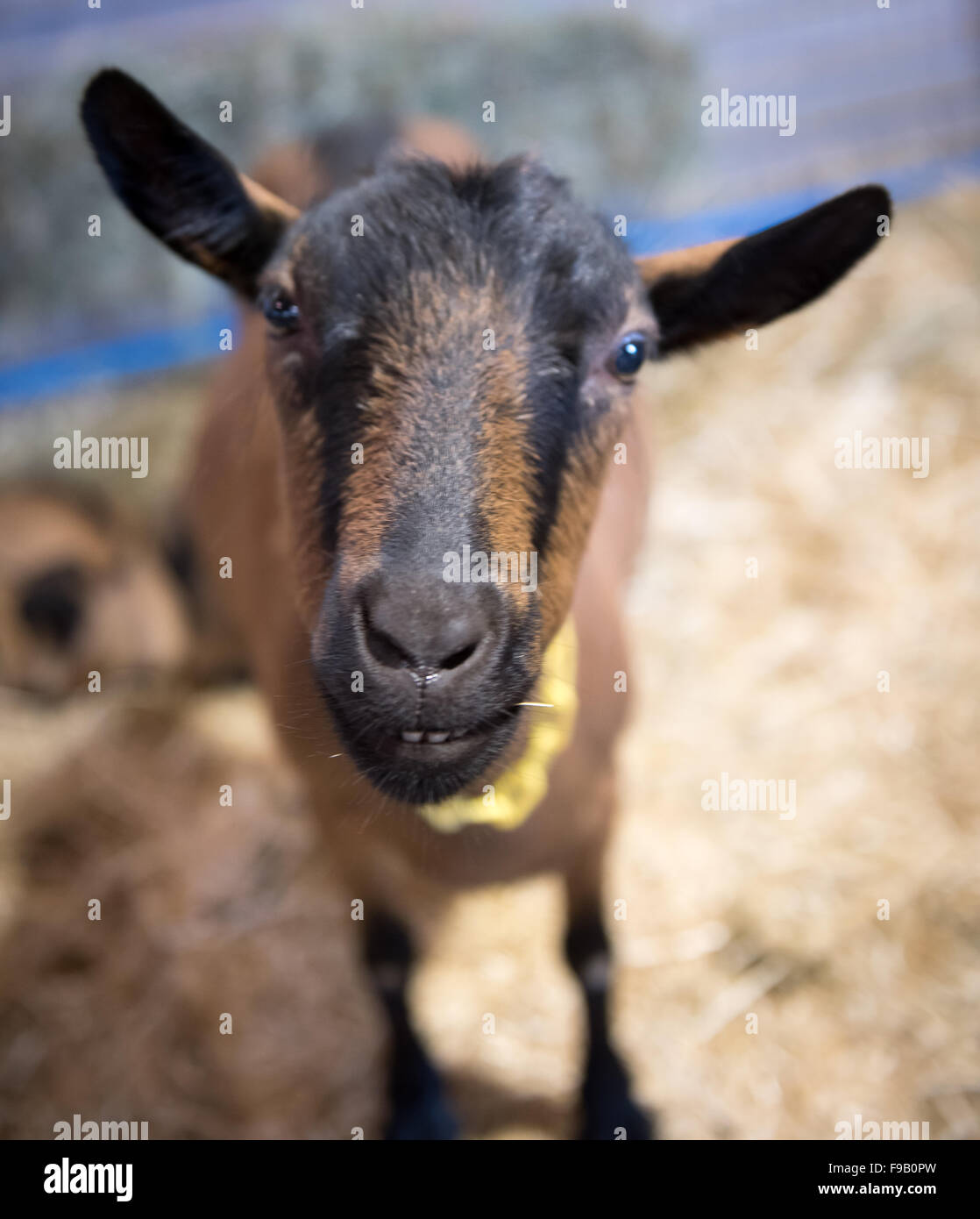 Happy Goat High Resolution Stock Photography and Images - Alamy