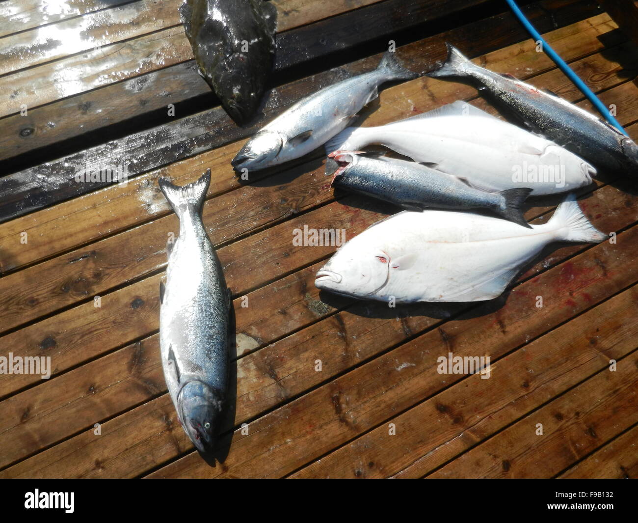 Halibut fishing hi-res stock photography and images - Alamy