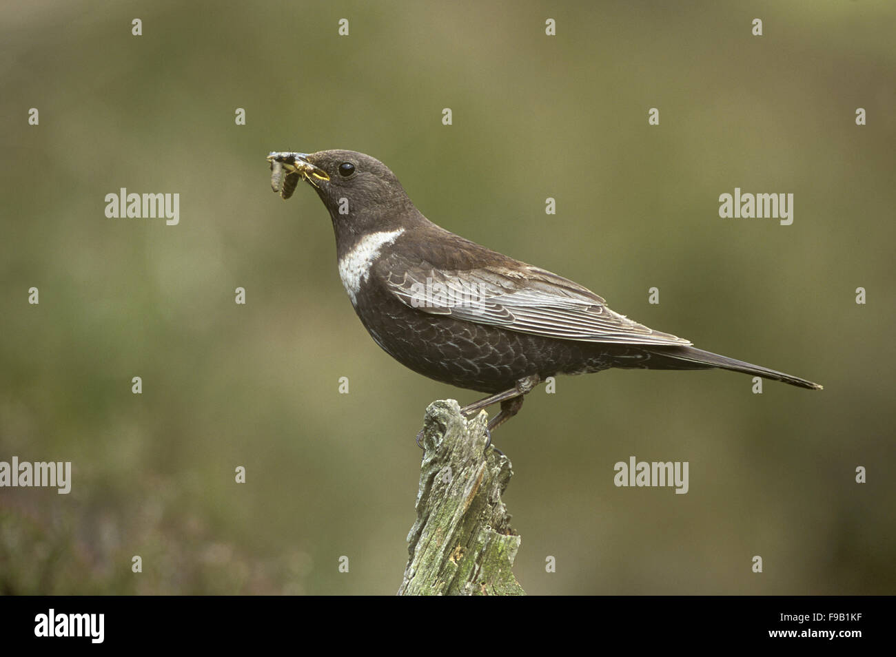 Ring Ouzel - Turdus torquatus Stock Photo - Alamy