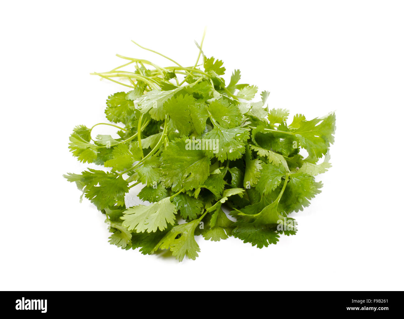 Fresh organic raw coriander leaf isolated on white background. Culinary ...
