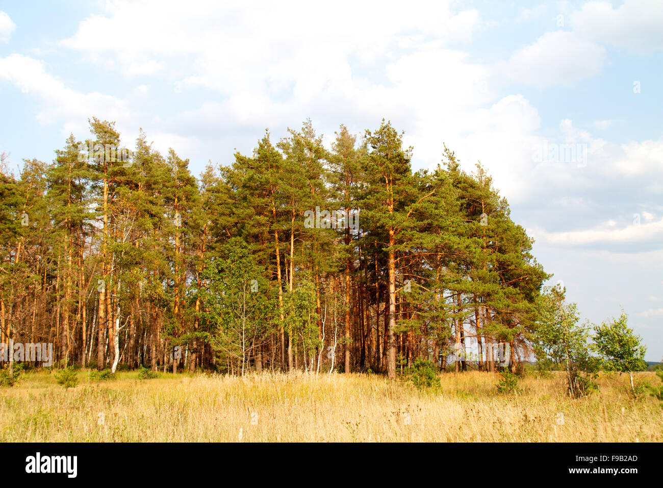 grass valley in forest during summer Stock Photo - Alamy