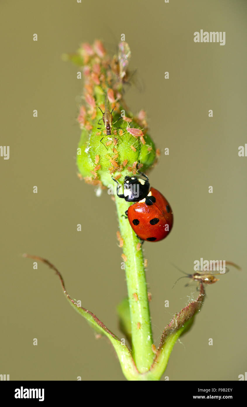 Aphid predator High Resolution Stock Photography and Images - Alamy