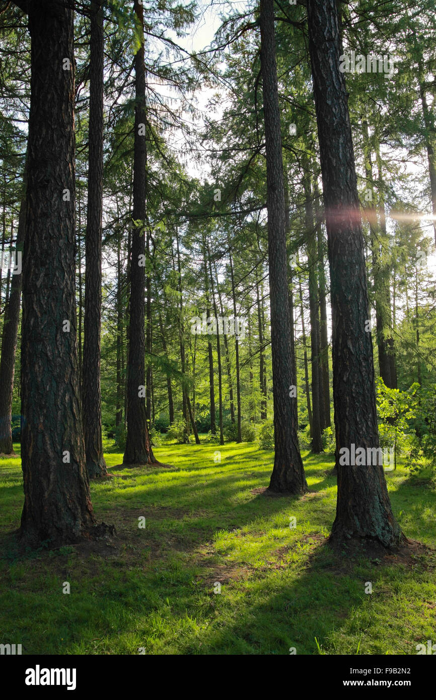 Pine trees in a park in backlight Stock Photo - Alamy