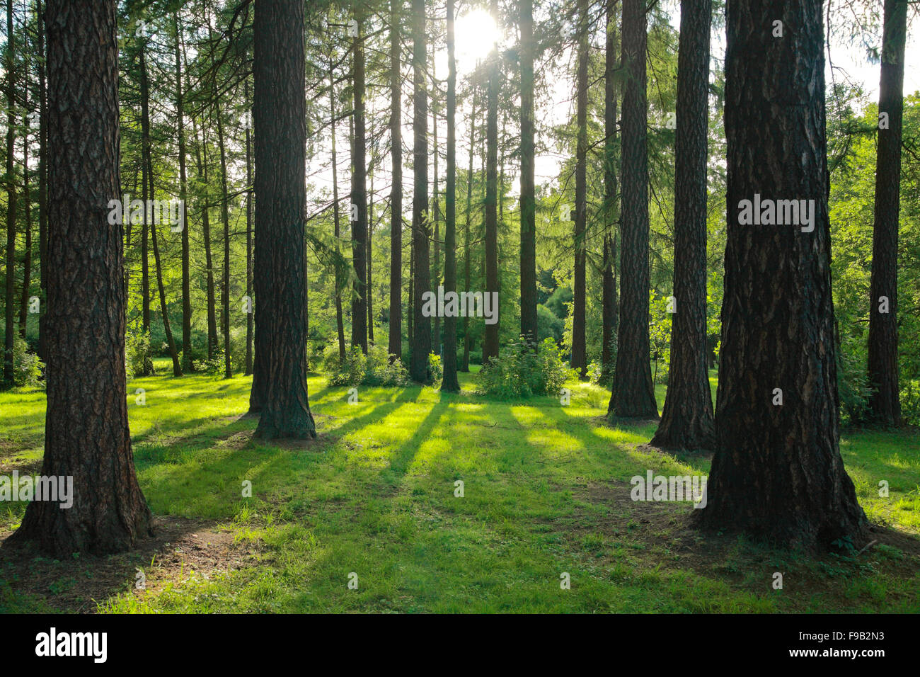 Pine trees in a park in backlight Stock Photo - Alamy