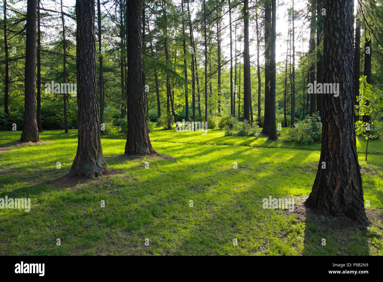 Pine trees in a park in backlight Stock Photo - Alamy