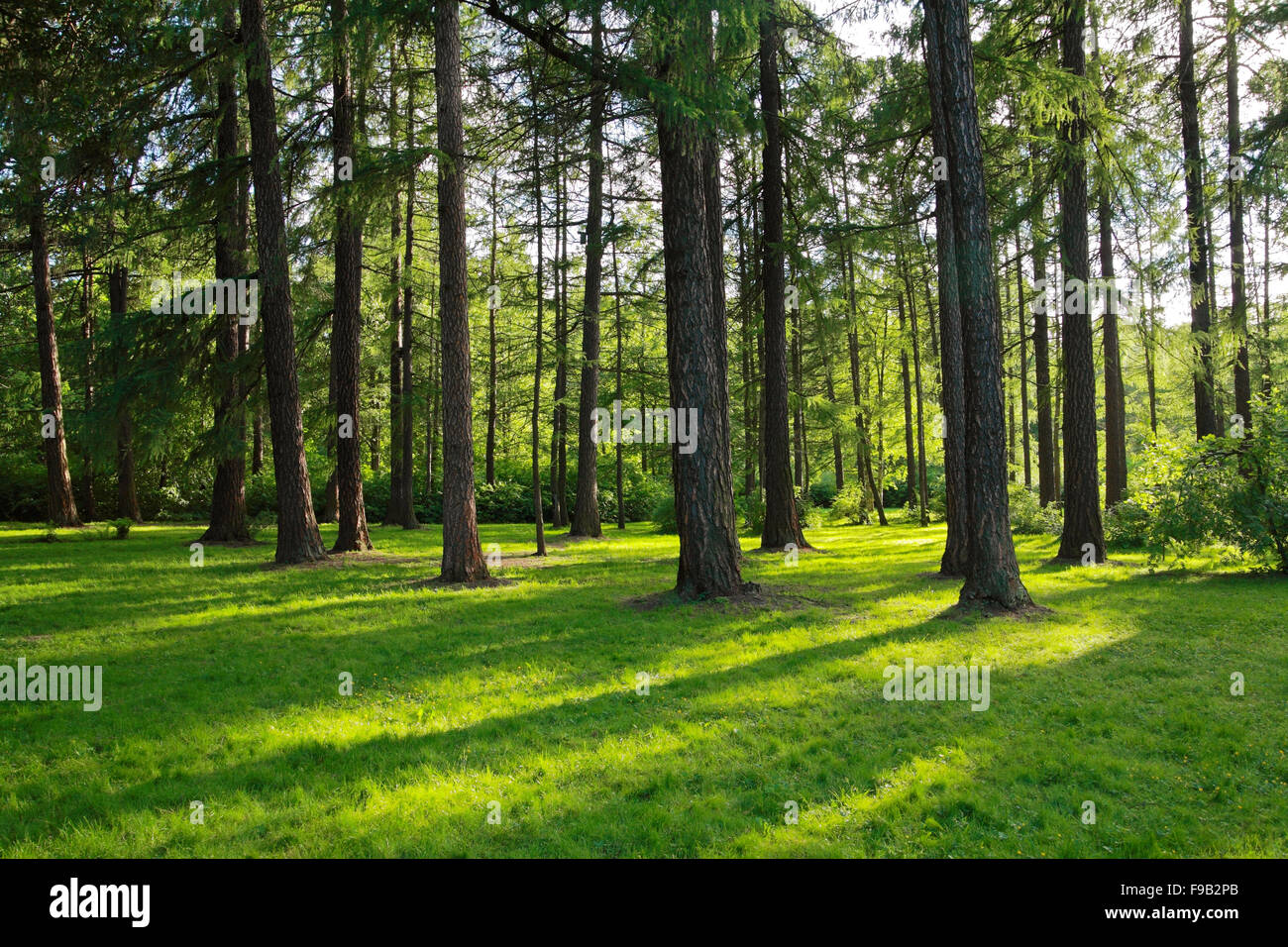 Pine trees in a park Stock Photo - Alamy