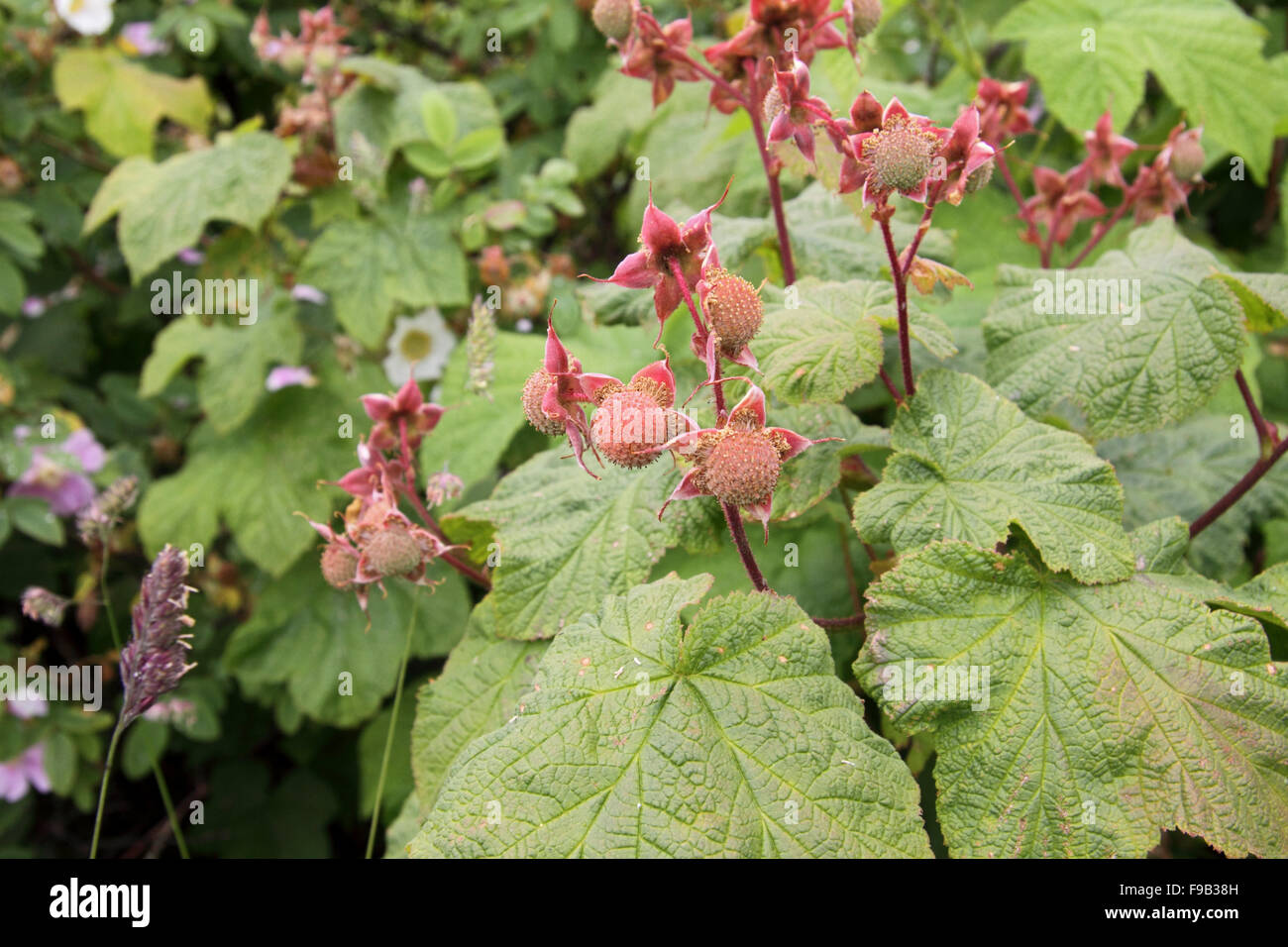 Thimbleberry hi-res stock photography and images - Alamy