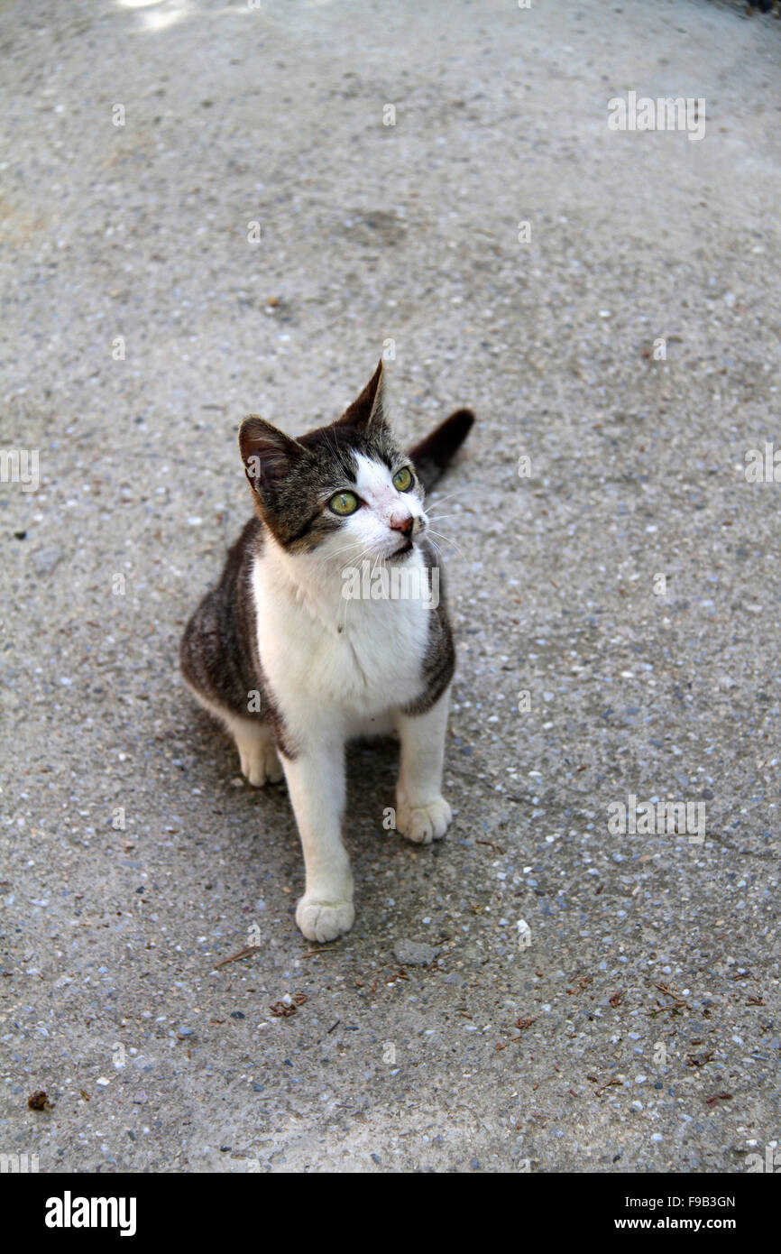 Wild cat kitten normandy france hi-res stock photography and images - Alamy