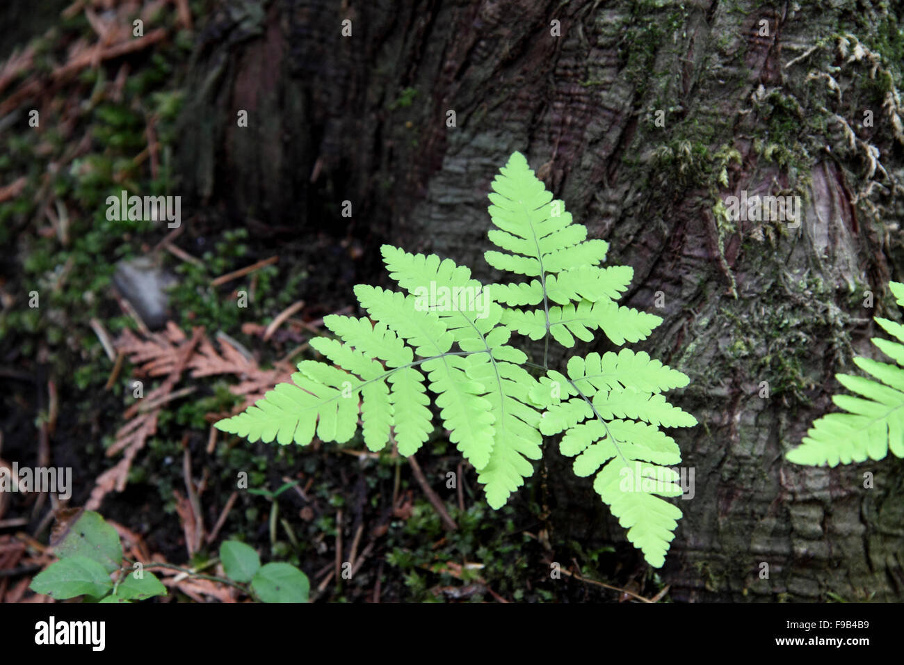 Oak fern growing on woodland floor in forest in Canada Stock Photo - Alamy
