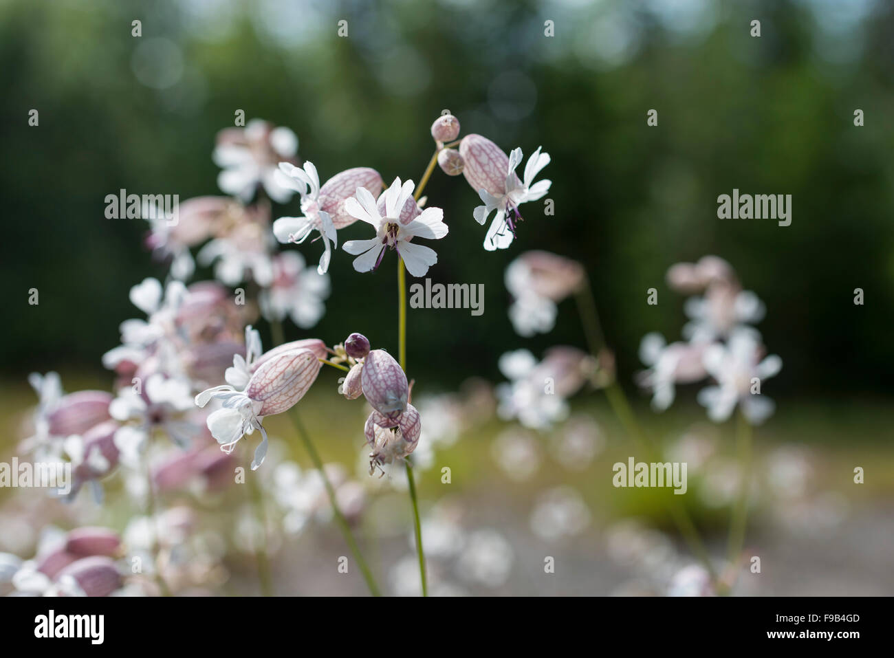 Bladder campion plants silene vulgaris hi-res stock photography and ...