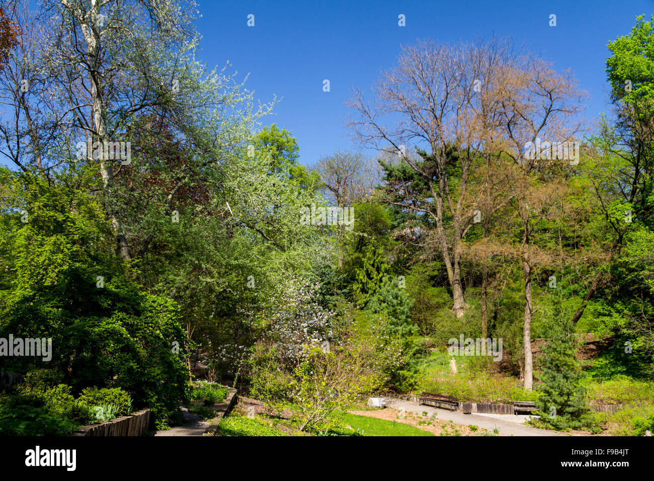 summer park, trees Stock Photo - Alamy