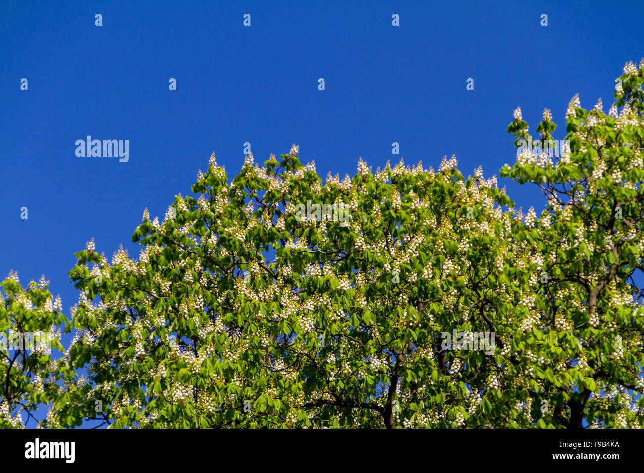 summer park, trees Stock Photo - Alamy