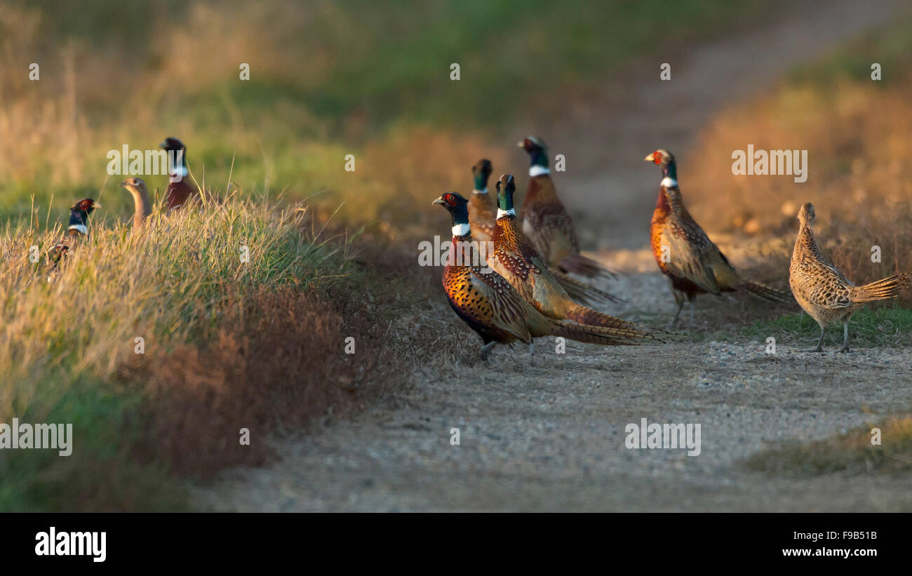 Flock of wild Ringnecked Pheasants in North Dakota Stock Photo - Alamy