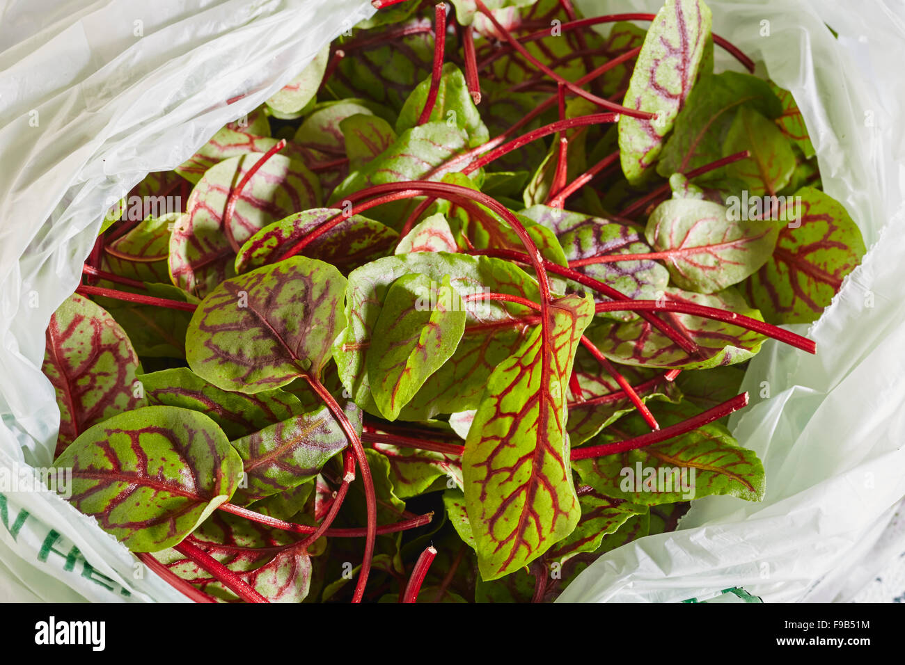 Sorrel leaves green hi-res stock photography and images - Alamy