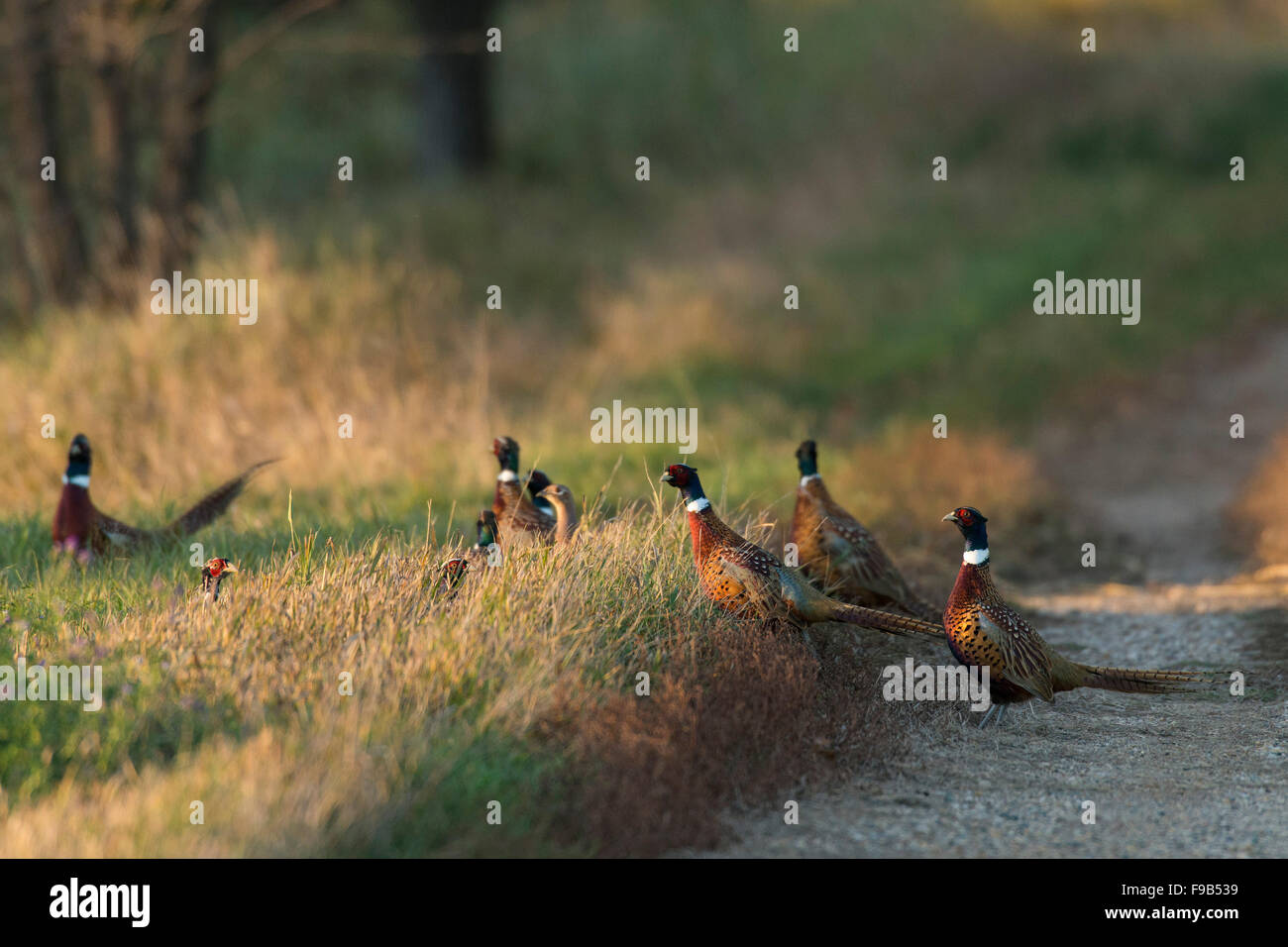 Flock of wild Ringnecked Pheasants in North Dakota Stock Photo - Alamy