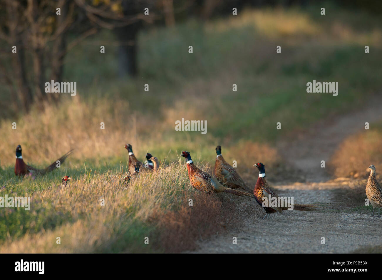 Flock of wild Ringnecked Pheasants in North Dakota Stock Photo - Alamy